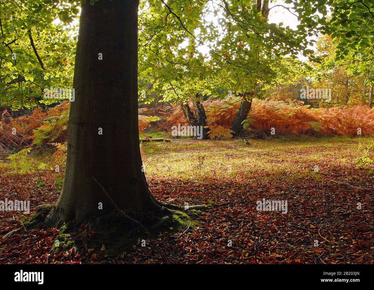 Beech and pine scots forest hi-res stock photography and images - Alamy