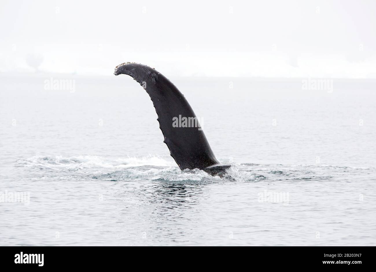Humpback Whale Megaptera novaeangliae at Foyn Harbour, Wilhelmina Bay ...