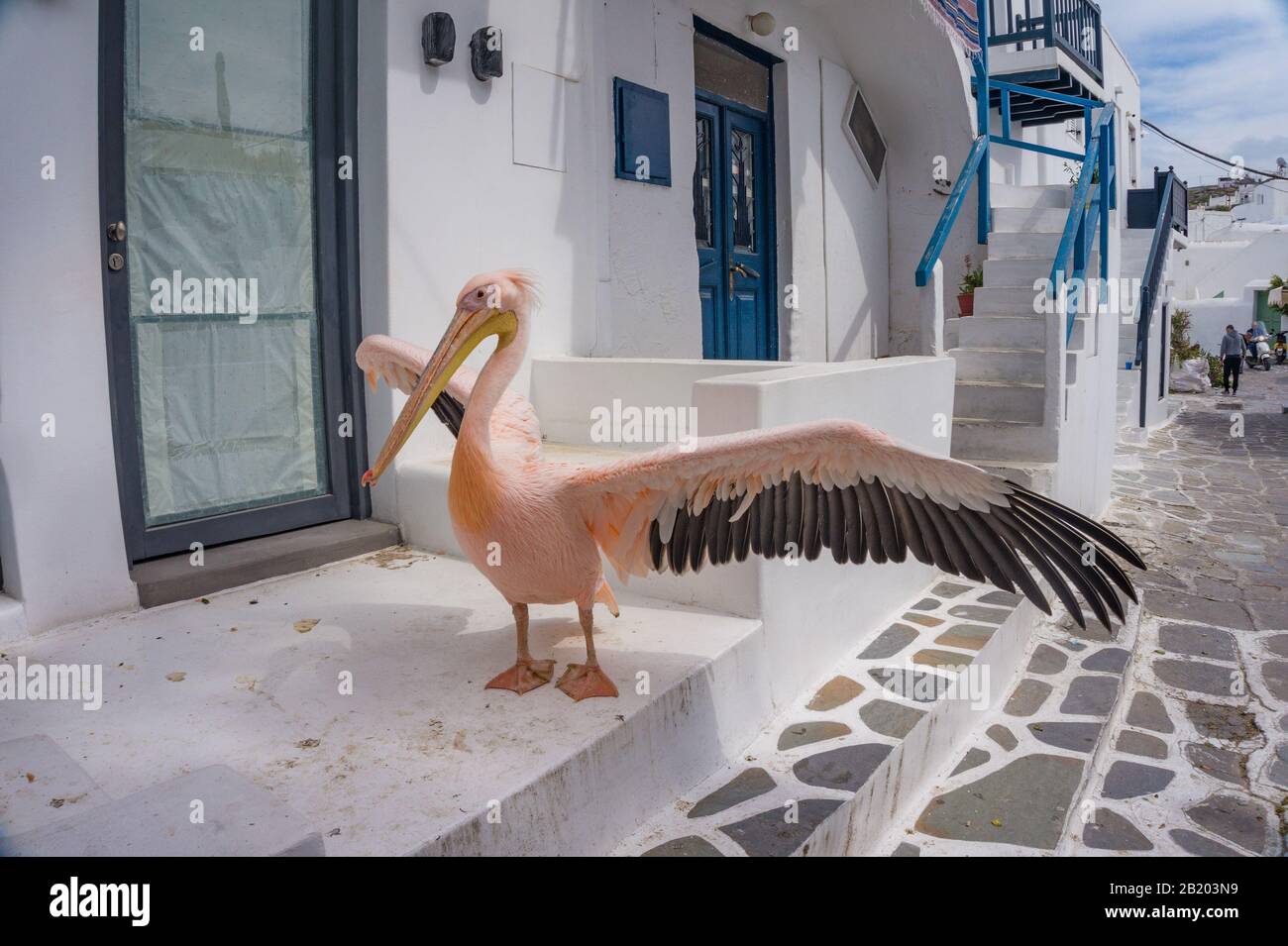 The Pelican of Mykonos, Cyclades called Petros (Peter) is an integral ...