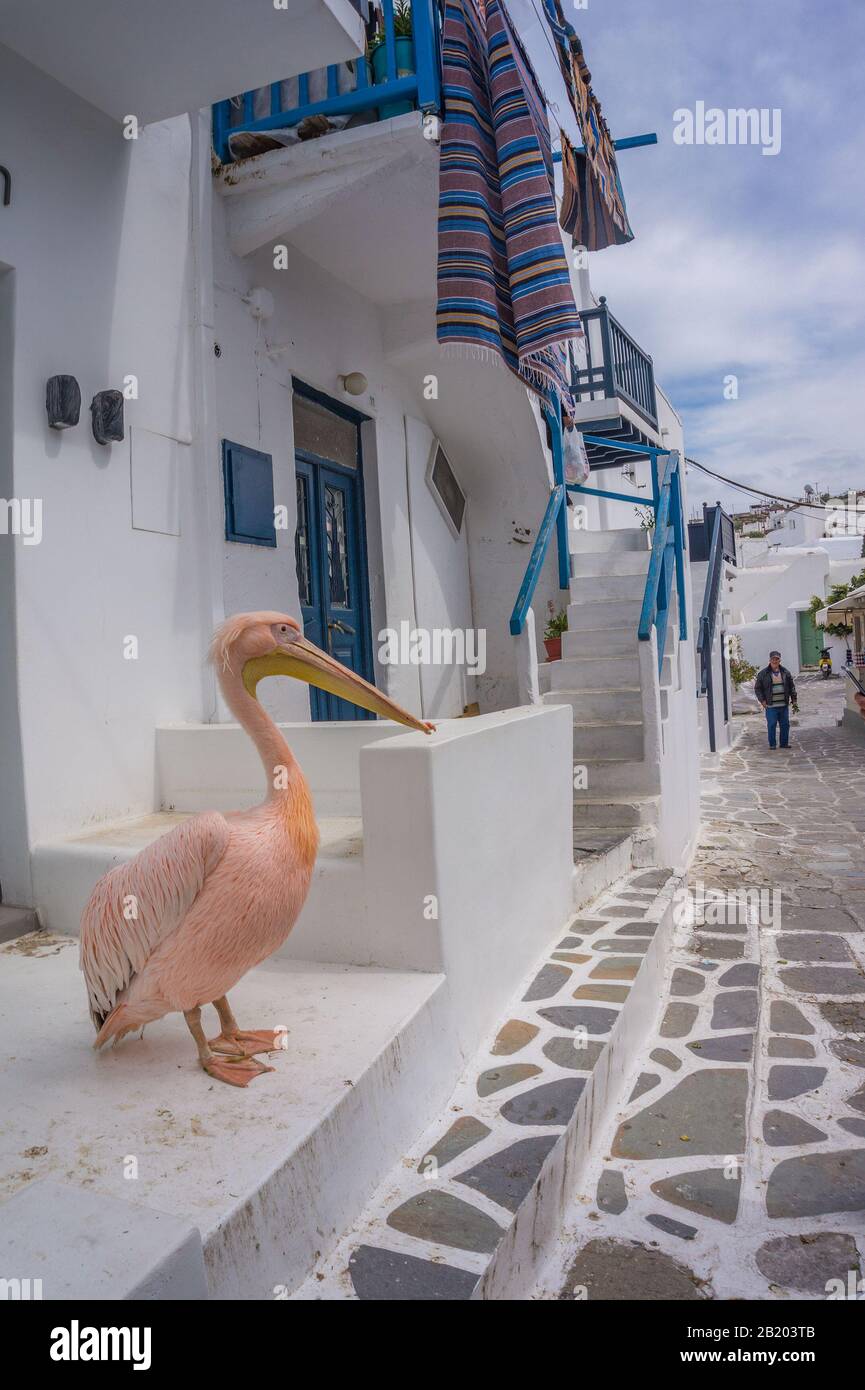 The Pelican of Mykonos, Cyclades called Petros (Peter) is an integral ...