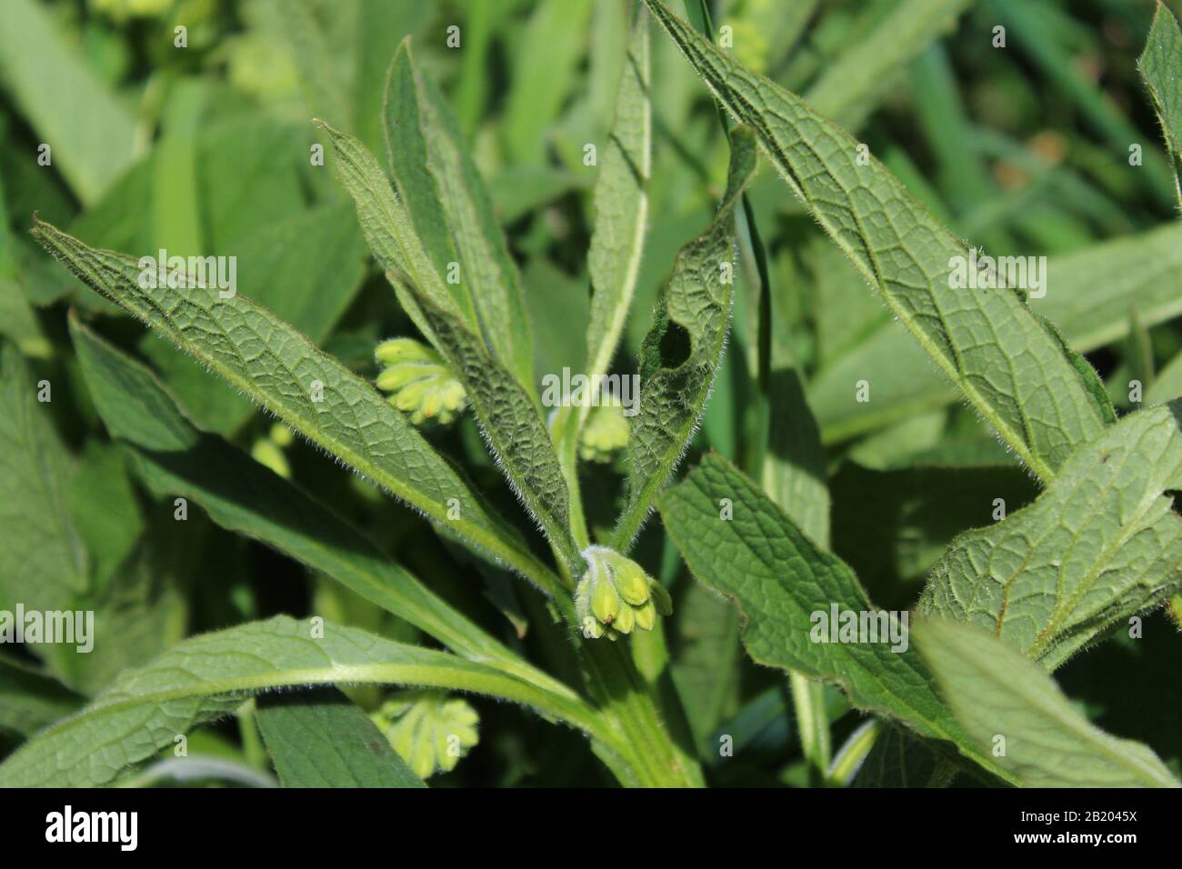 The picture shows field of comfrey with blossoms Stock Photo - Alamy