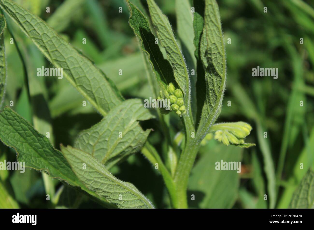 The picture shows field of comfrey with blossoms Stock Photo - Alamy