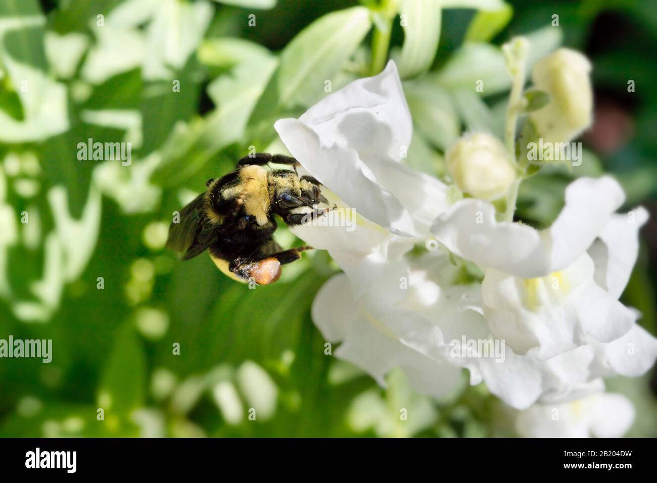 Bumblebee Collecting Pollen from Snapdragon Flowers in Summer Stock ...