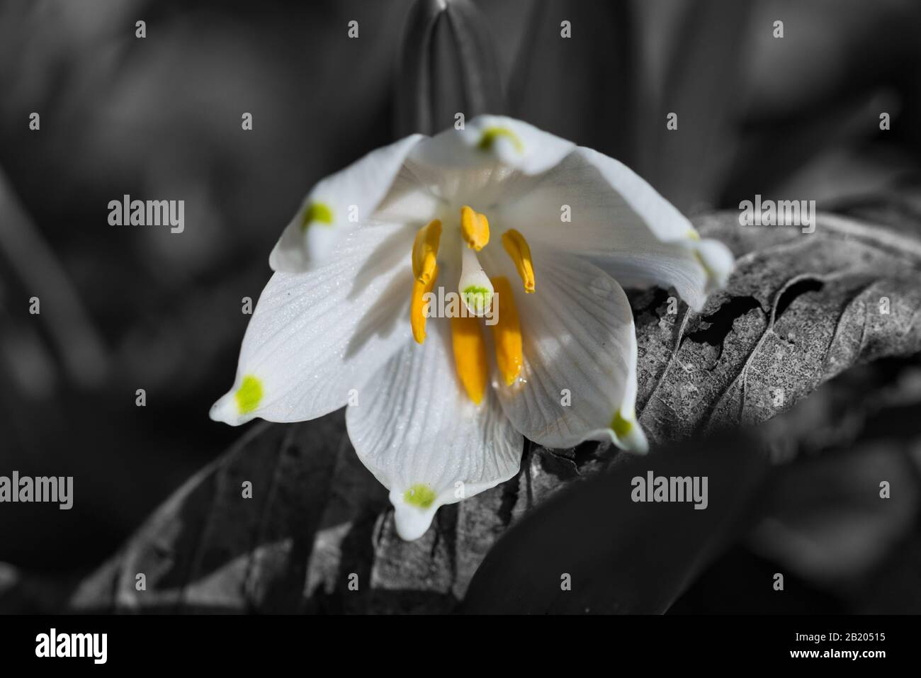 First knot hi-res stock photography and images - Alamy