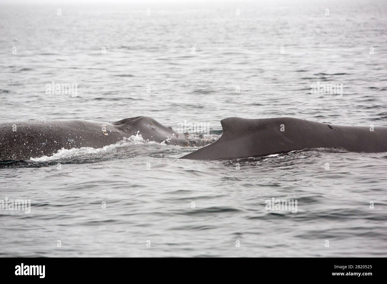 Foyn hi-res stock photography and images - Alamy