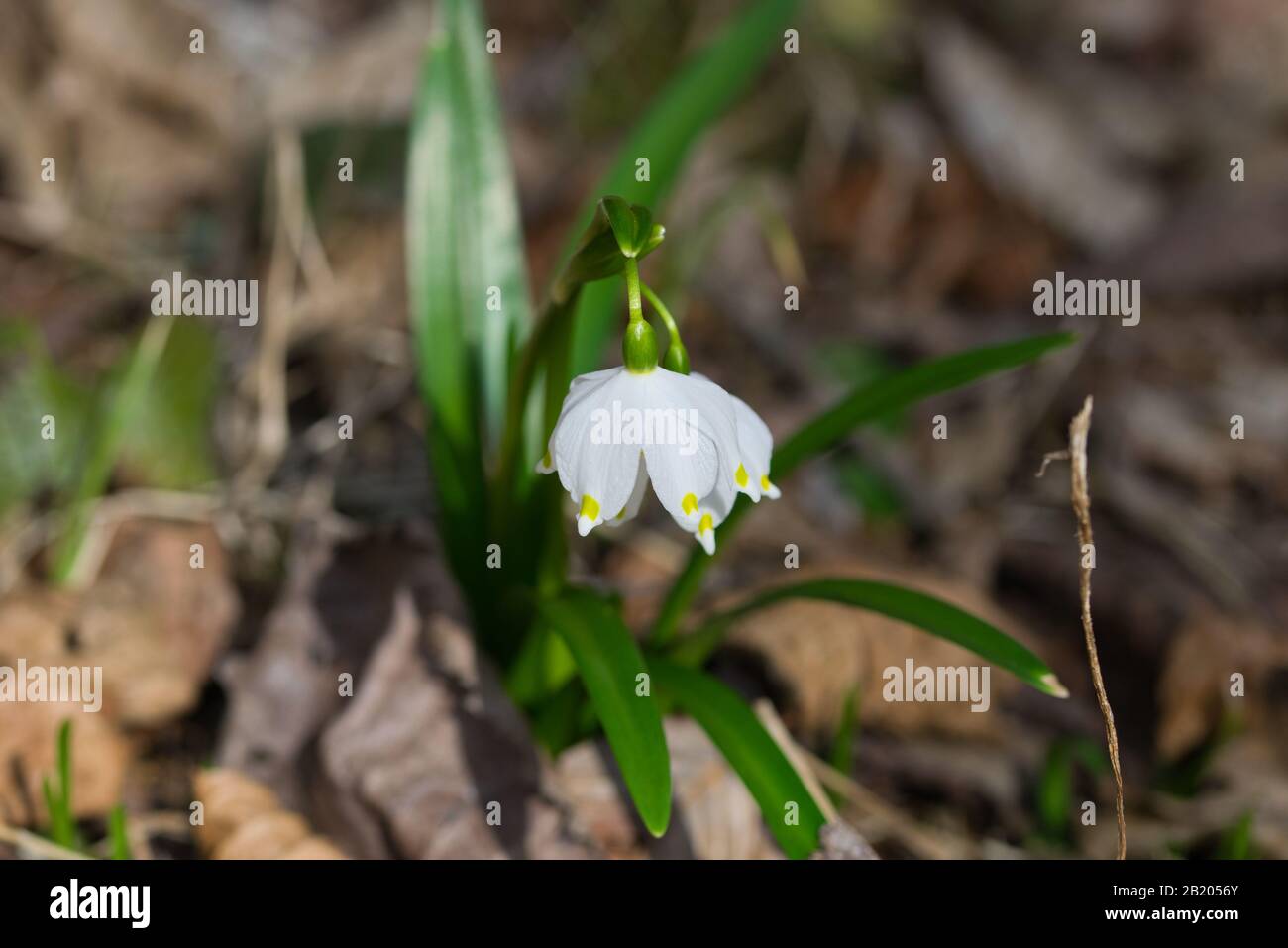 spring knot flower Stock Photo - Alamy