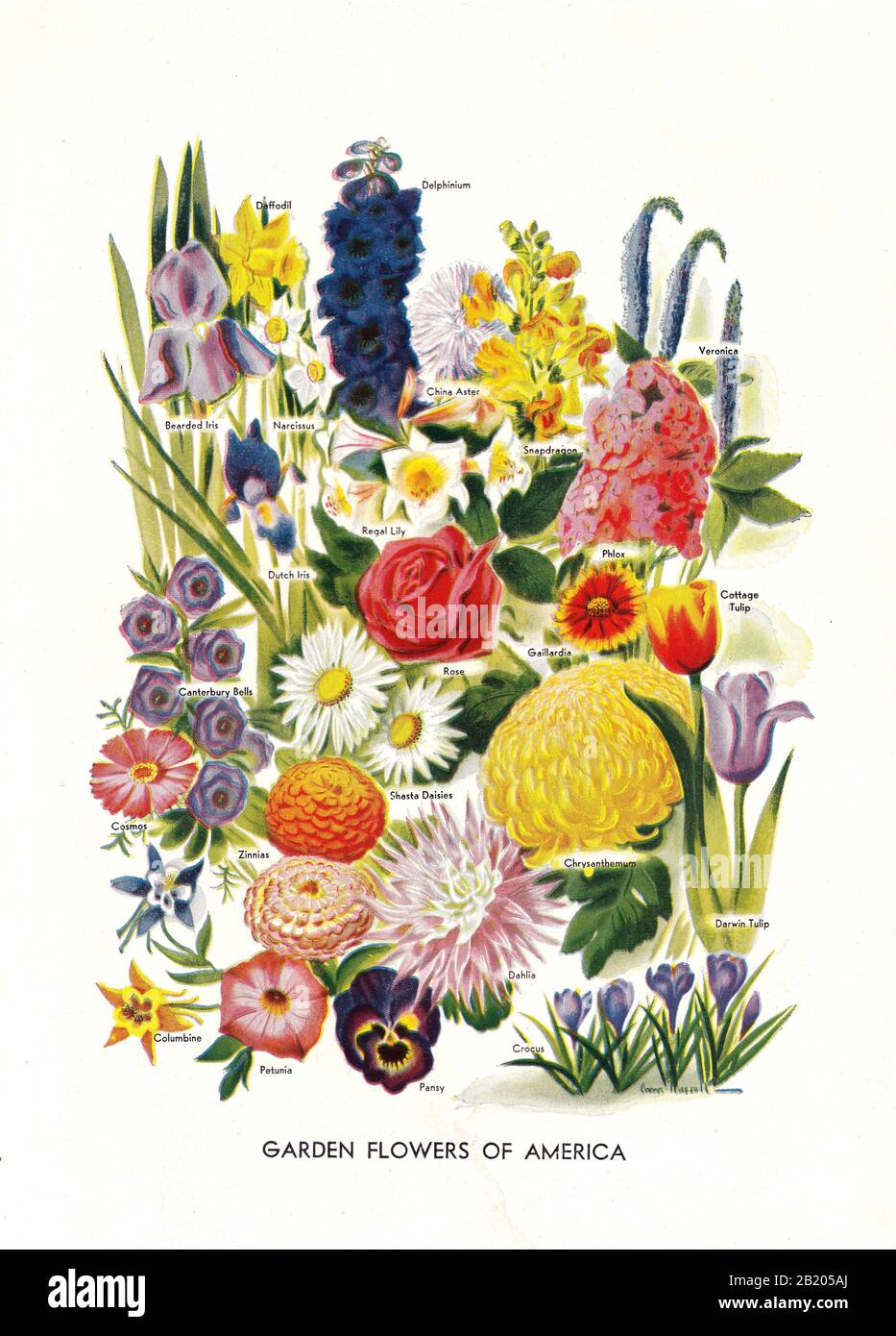 American garden hi-res stock photography and images - Alamy