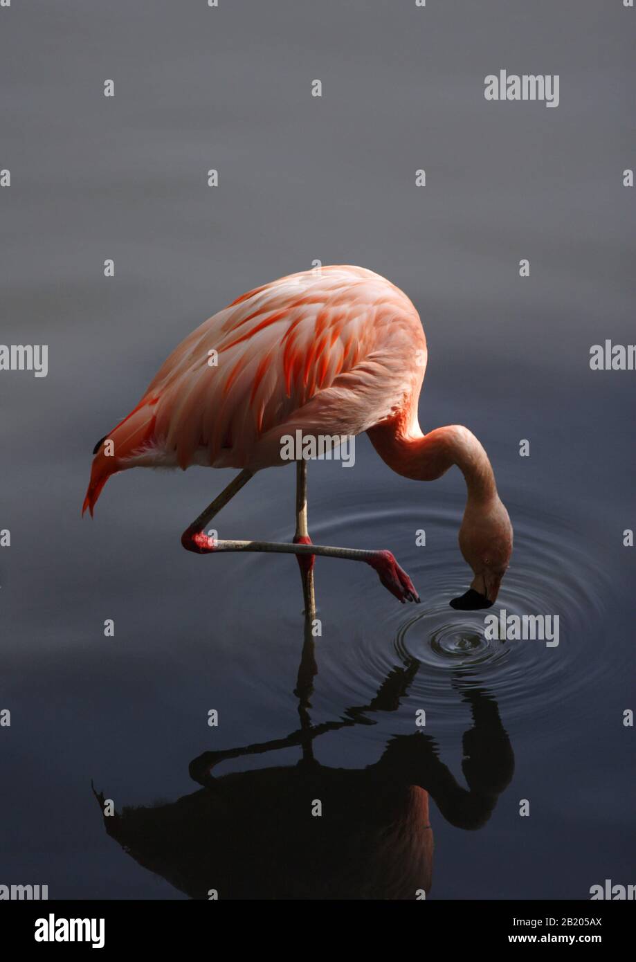 Orange leg bird hi-res stock photography and images - Alamy