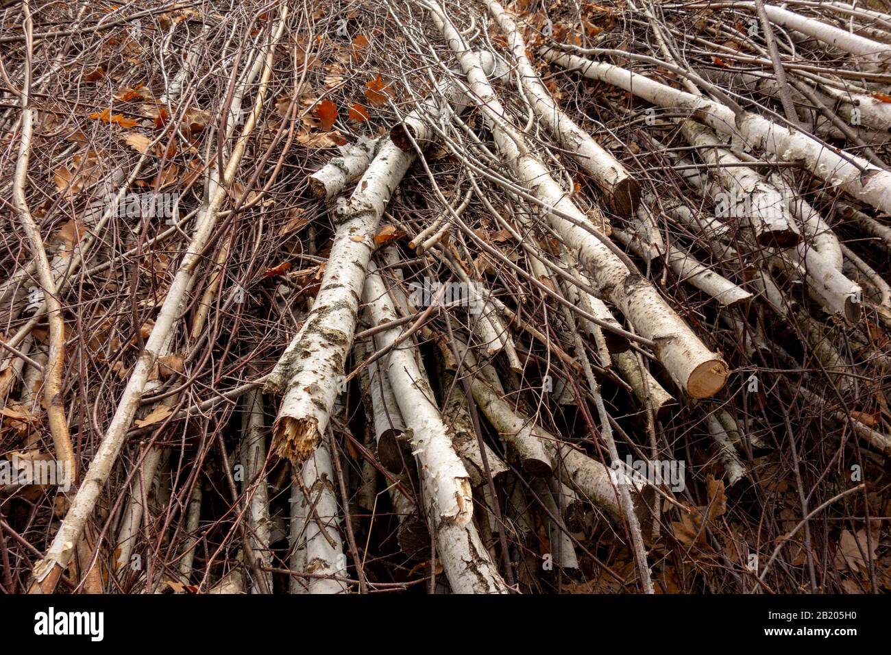 Tree trimming tree branches pile hi-res stock photography and images ...