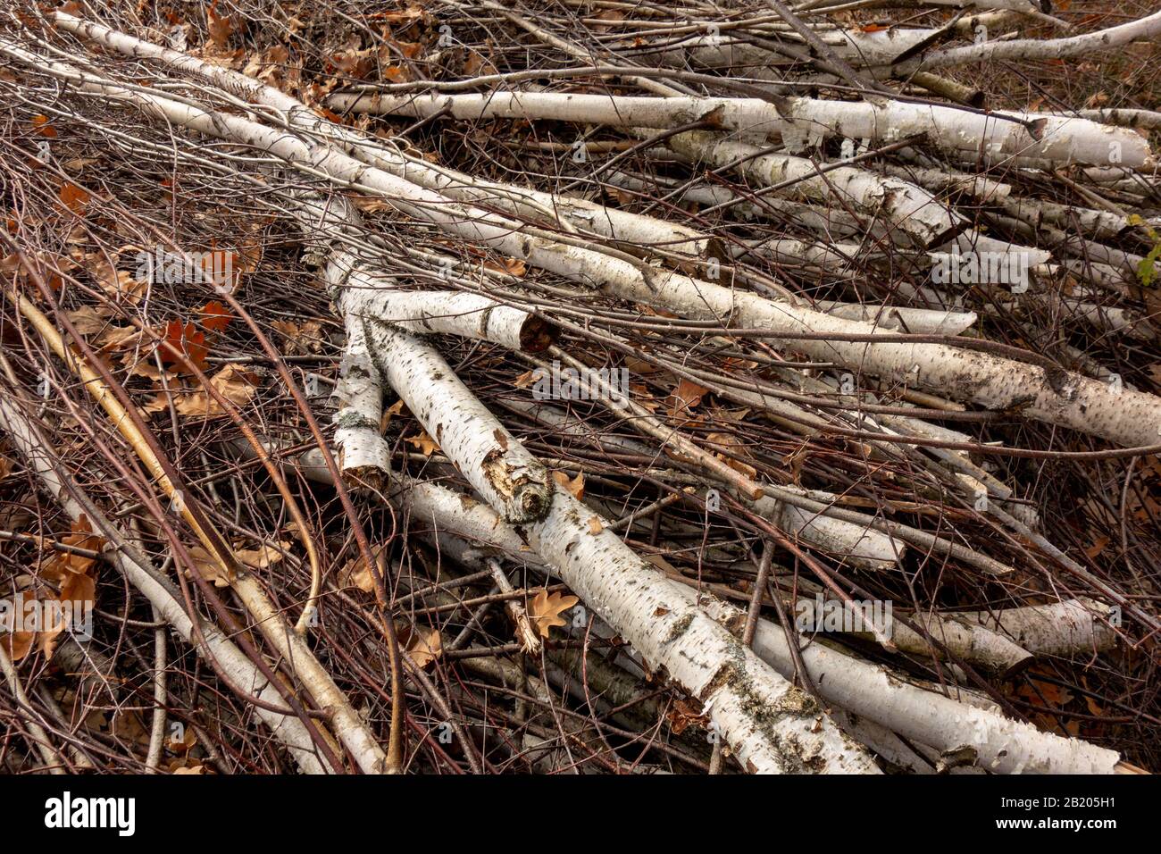 Forest trees pruning. Birch branches trimmed in wood. Ecology fuel and ...