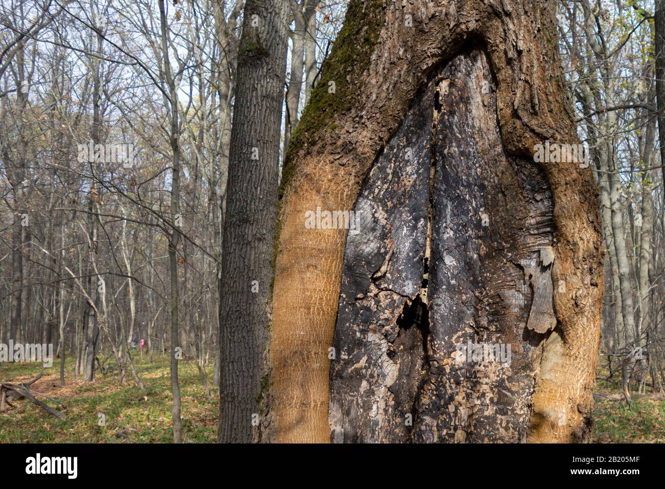 Old tree with bark canker in a forest. Magic fantasy wood scenery with ...