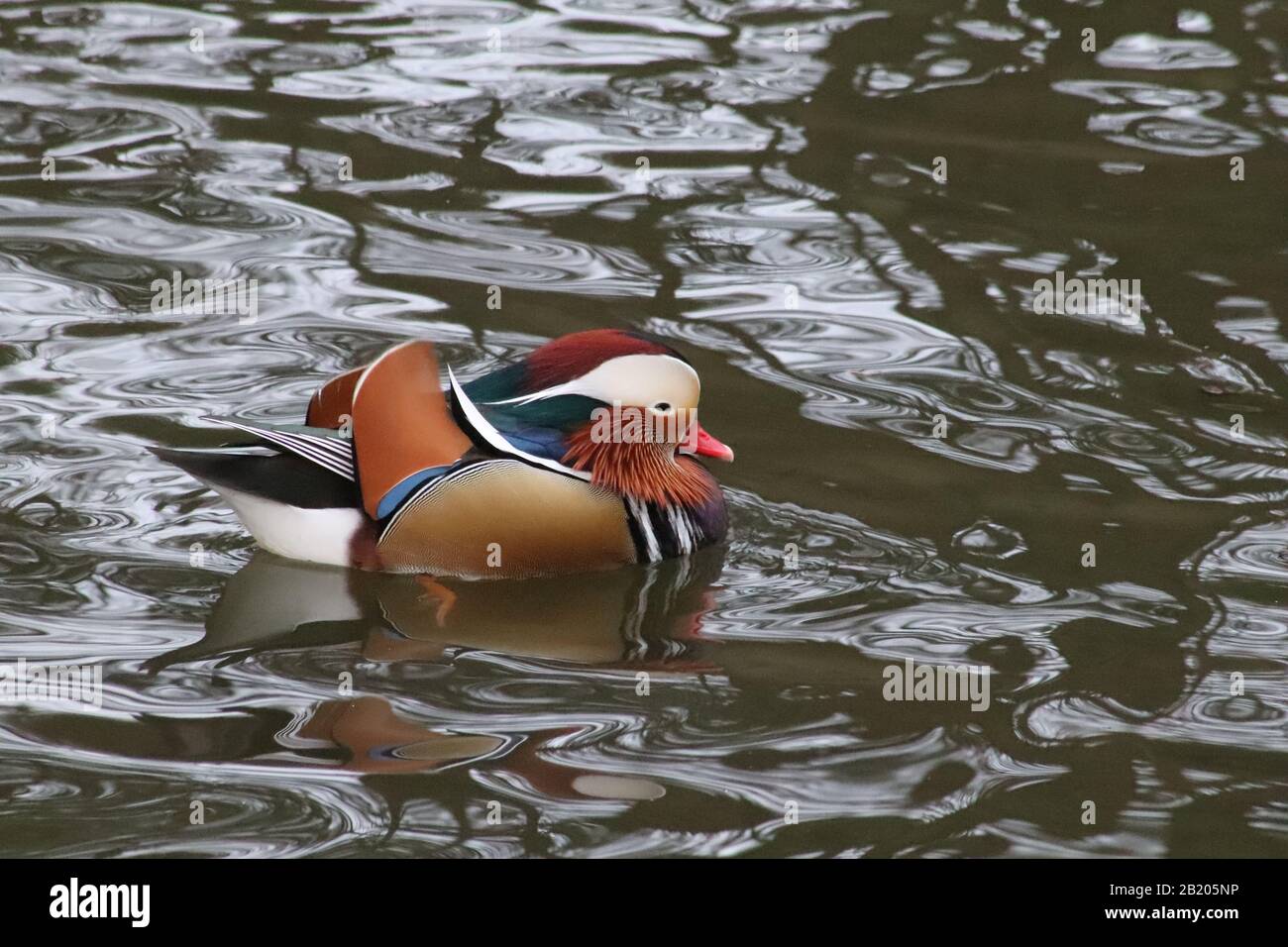 Mandarin duck swimming in pond Stock Photo - Alamy