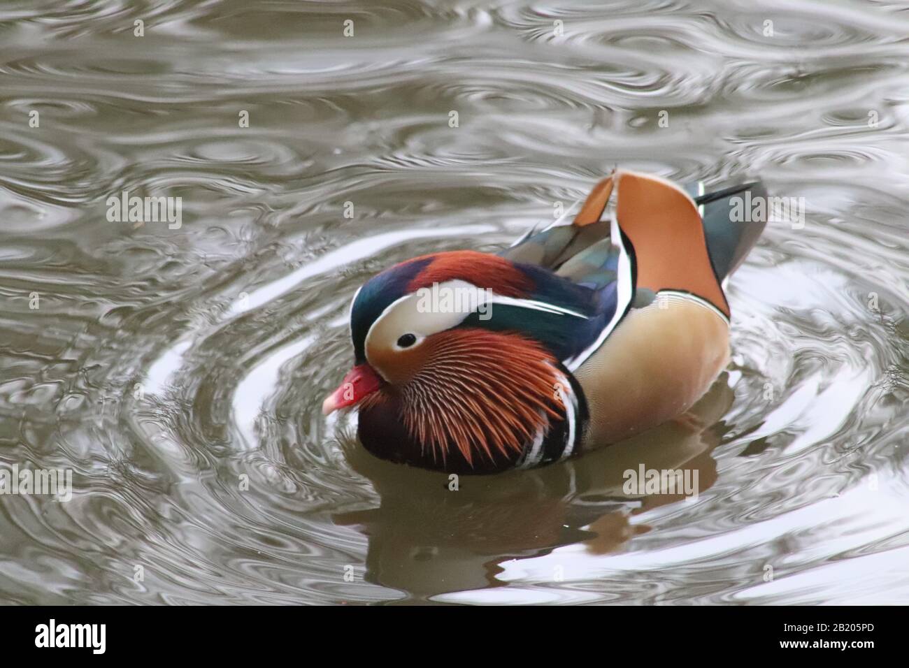 Mandarin duck swimming in pond Stock Photo - Alamy