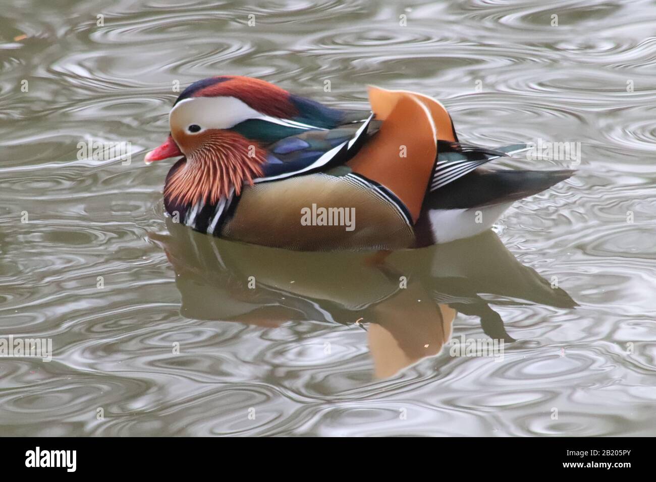 Brightly coloured mandarin duck hi-res stock photography and images - Alamy