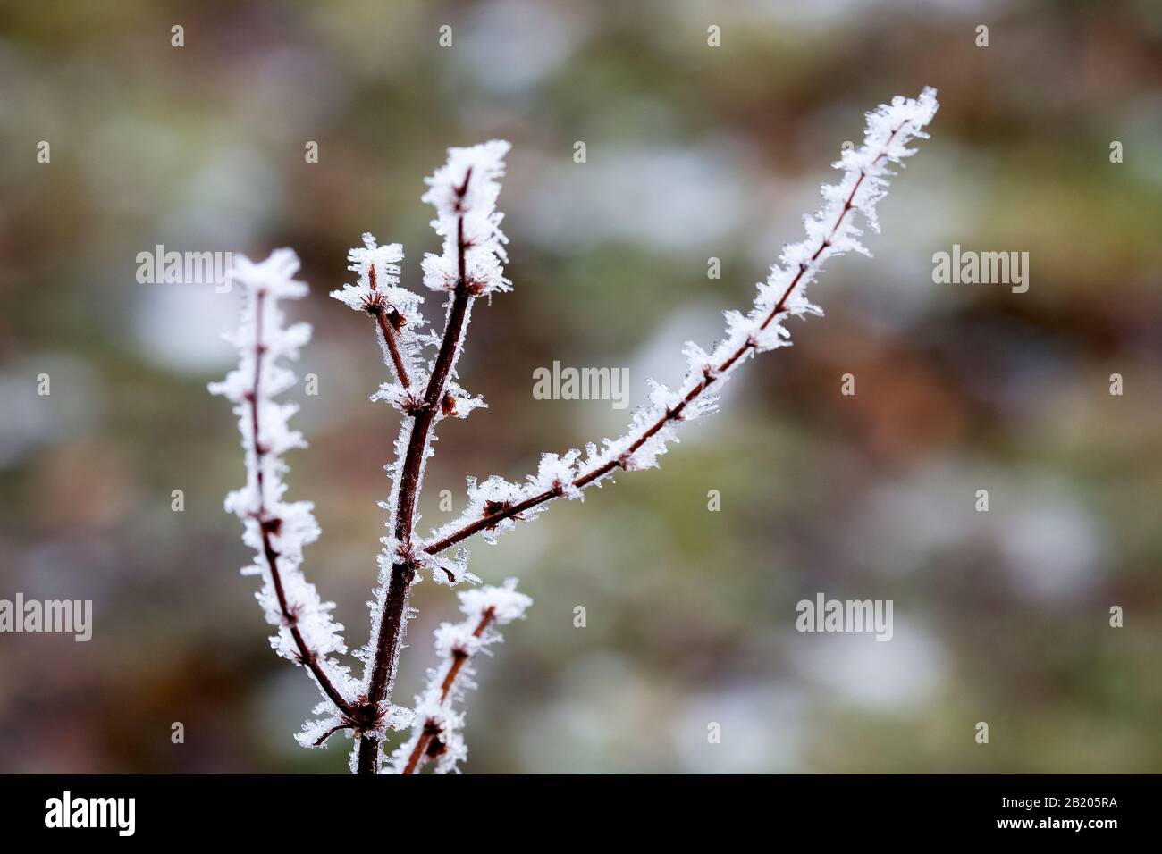 a close up view of a frost covered branch Stock Photo - Alamy