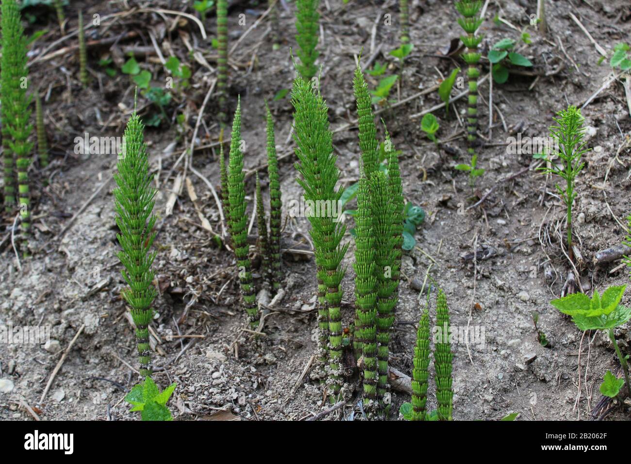 The picture shows a field of horsetails in the forest Stock Photo - Alamy