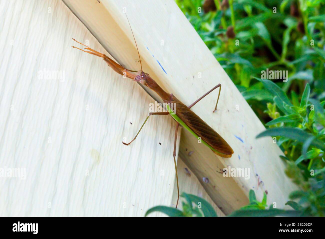Female praying mantis hi-res stock photography and images - Alamy