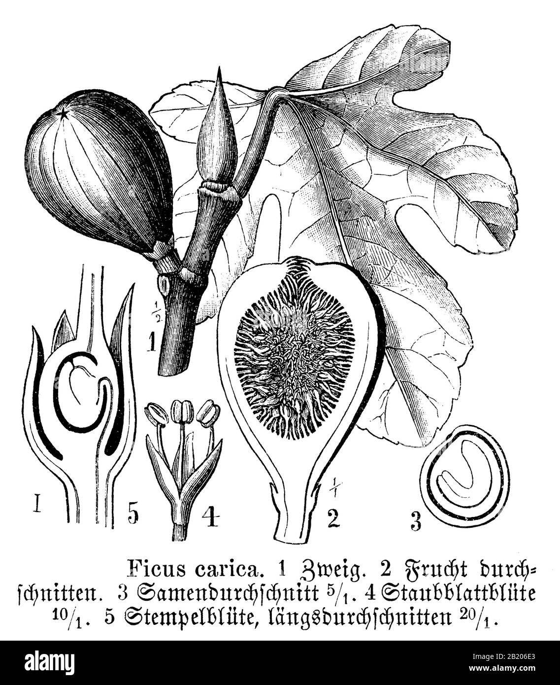 Fig, Ficus carica, anonym (biology book, 1893 Stock Photo - Alamy