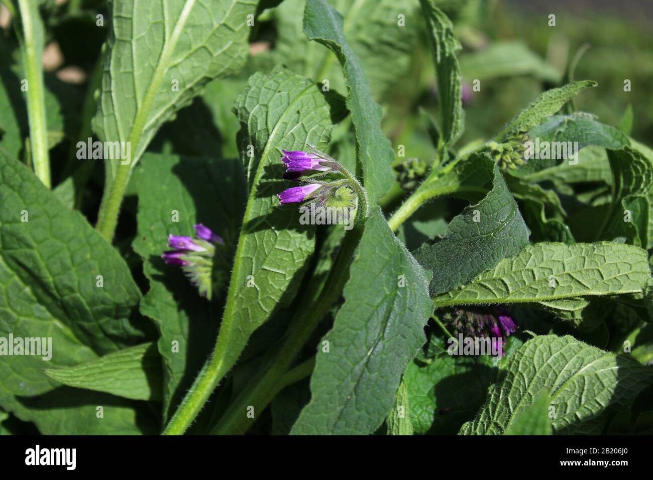 The picture shows a field of comfrey with blossoms Stock Photo - Alamy