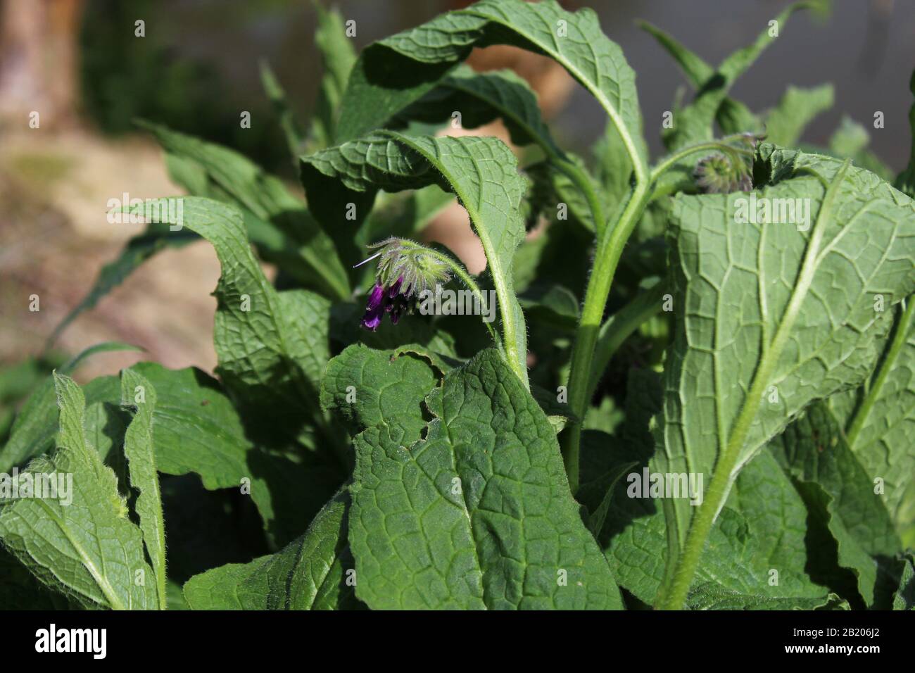 The picture shows a field of comfrey with blossoms Stock Photo - Alamy