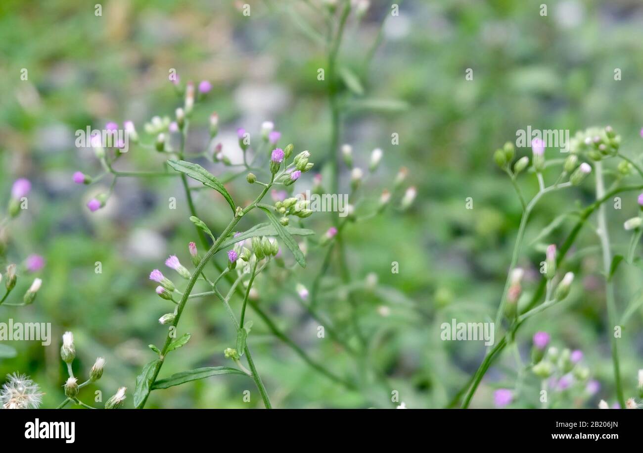 Tiny Purple Flowers on Cyanthillium Cinereum or Little Ironweed Plant ...