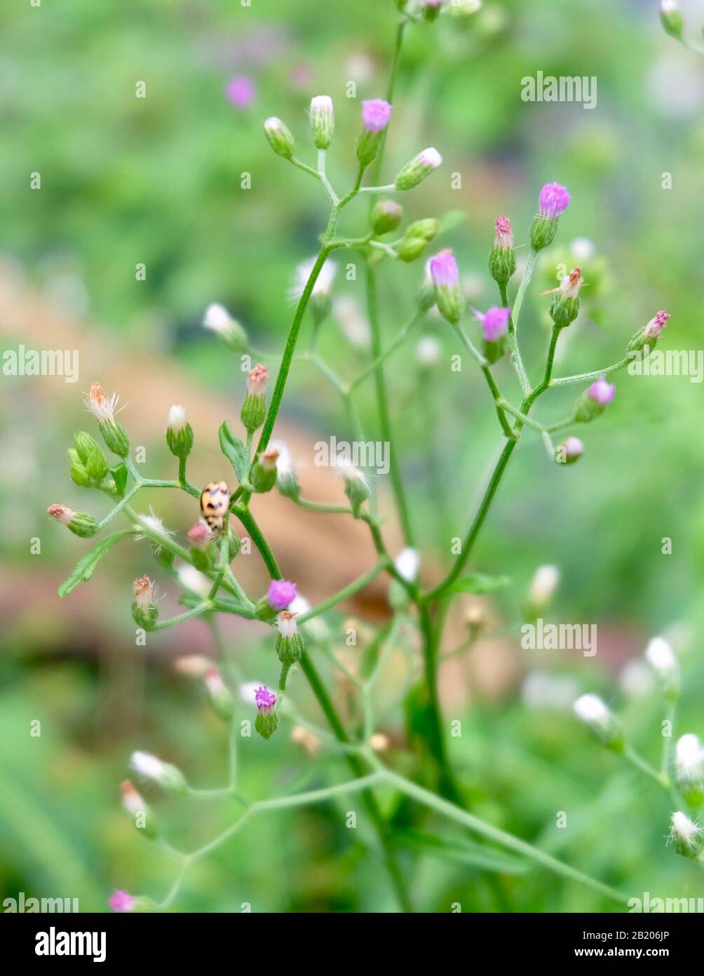 Cyanthillium Cinereum or Little Ironweed Plant with Brown Ladybugs or ...