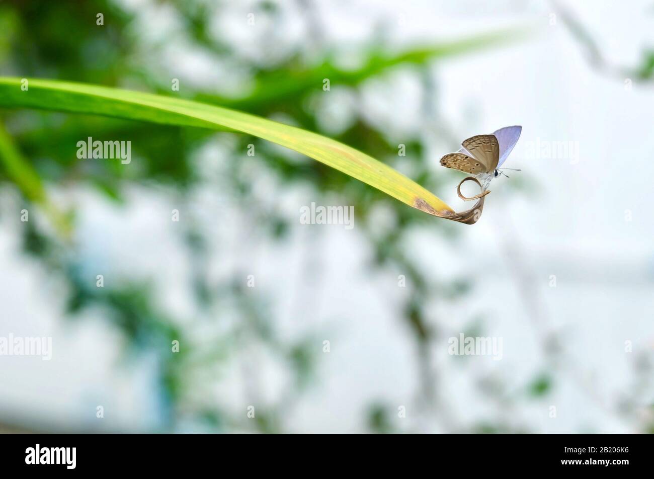 Luthrodes Pandava, Chilades Pandava, Plains Cupid or Cycad Blue ...