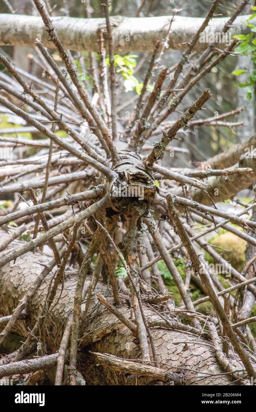 Sharp looking dead tree with spike like branches, Bohinj forest Stock ...