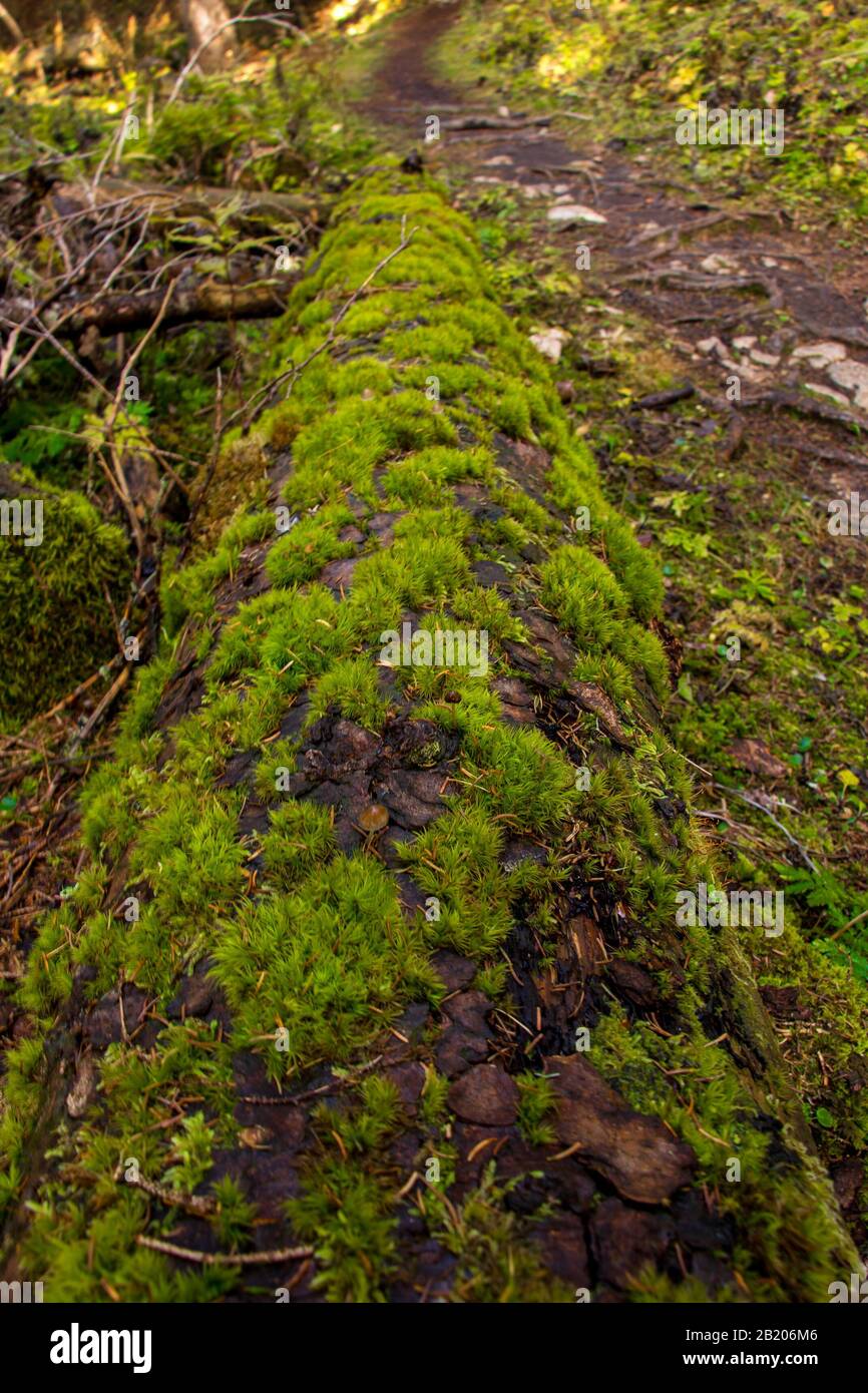 Old Age Larch Tree High Resolution Stock Photography and Images - Alamy