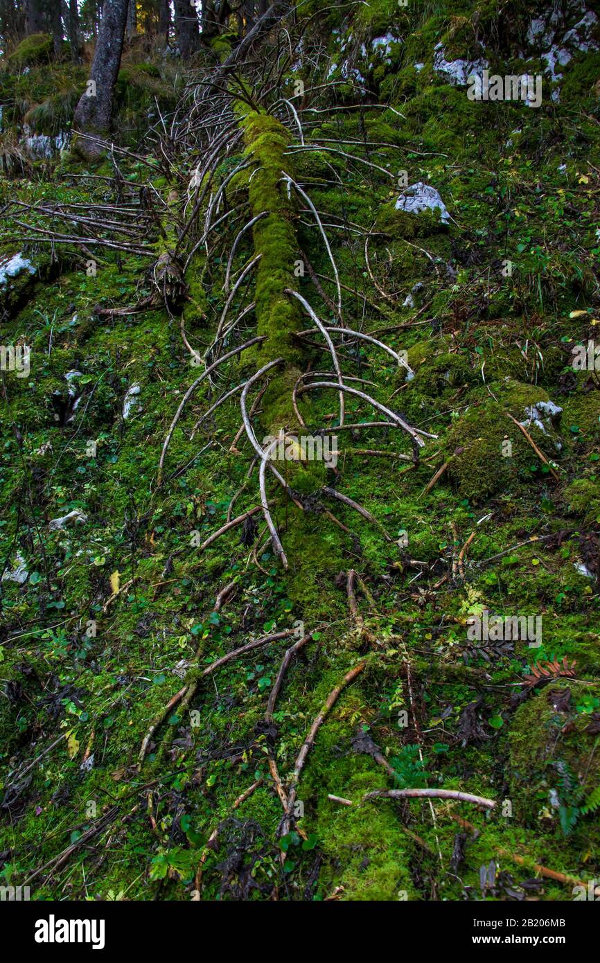 Moss structure hi-res stock photography and images - Alamy