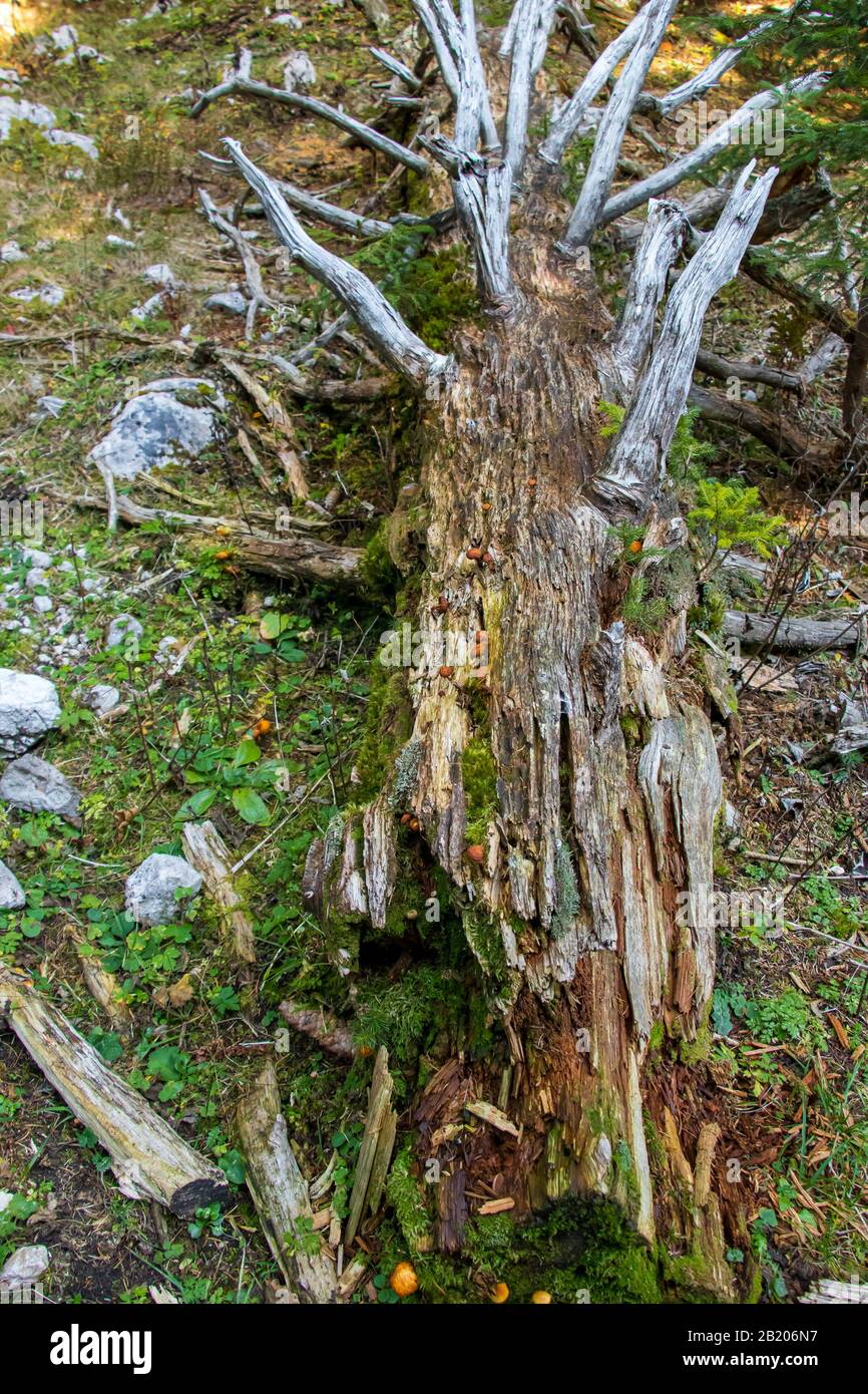 Old dry wood covered hi-res stock photography and images - Alamy