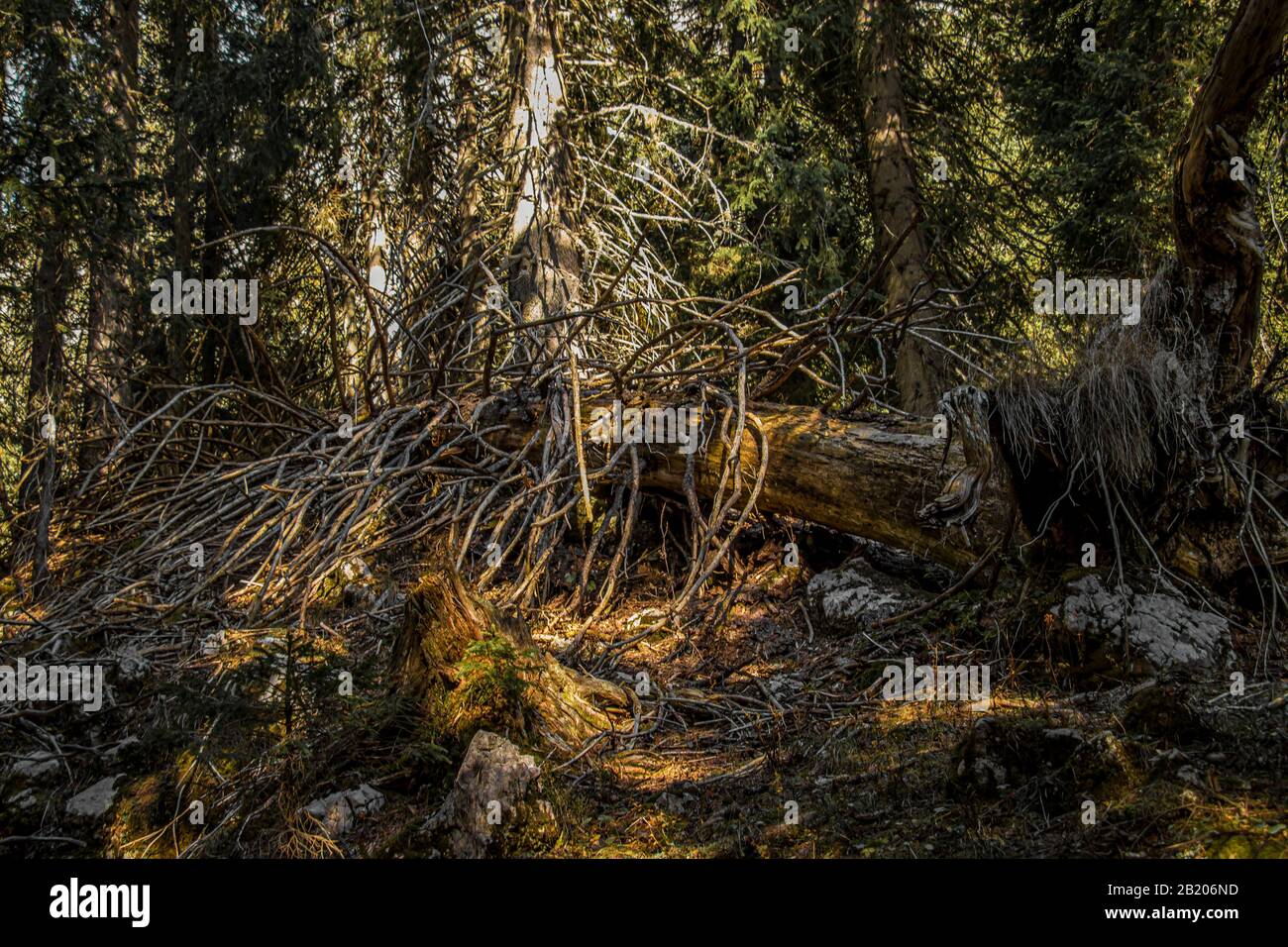 Fallen spruce tree in Julian alps forest Stock Photo - Alamy
