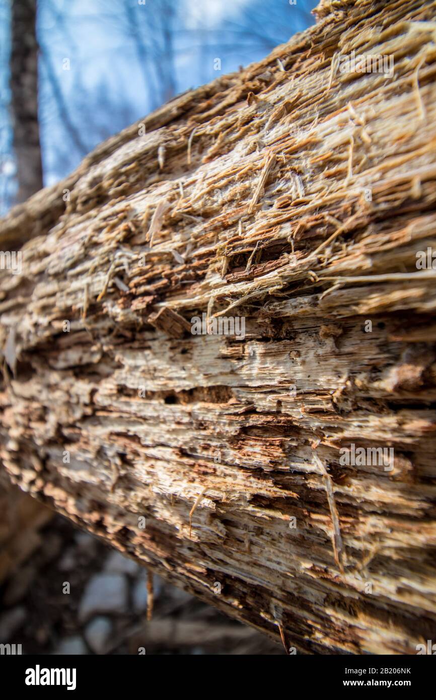 Rotten spruce stump in Bohinj forest, macro Stock Photo - Alamy