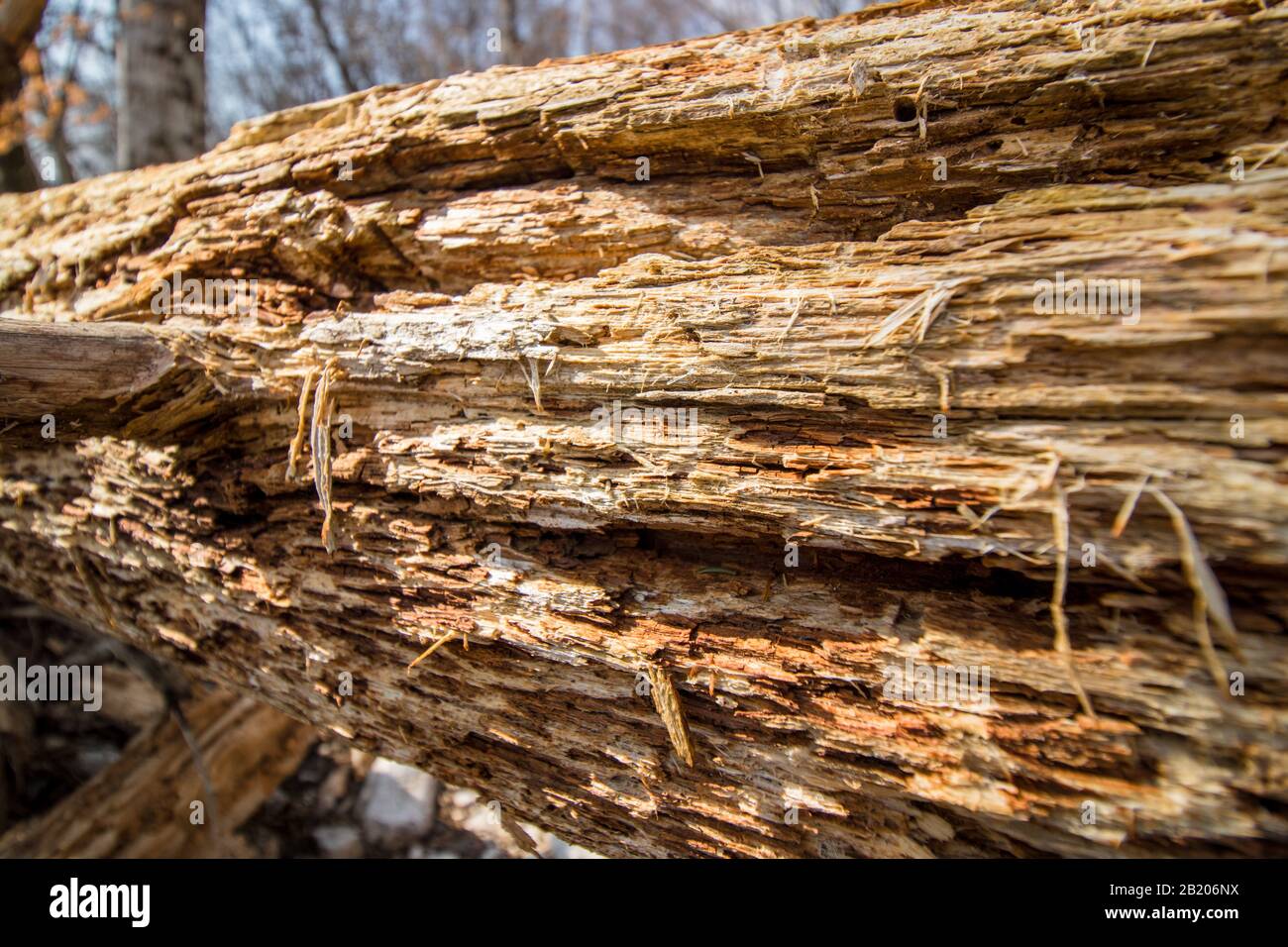 Rotten spruce hi-res stock photography and images - Alamy