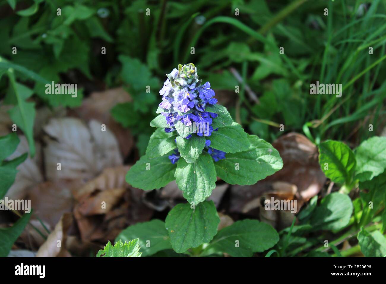 The picture shows blue pine in the forest Stock Photo - Alamy
