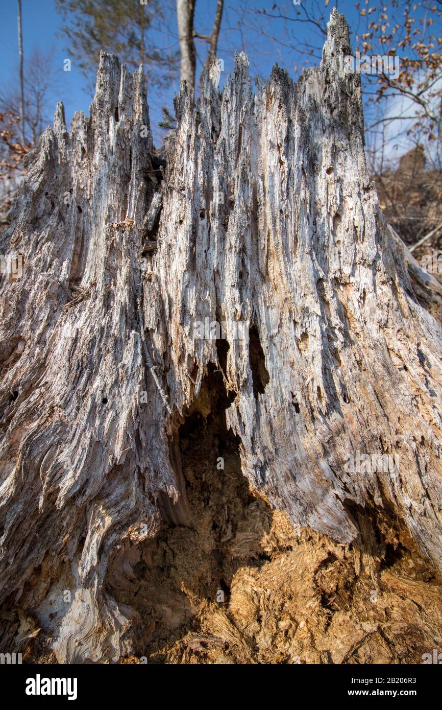Rotten stump in Bohinj valley Stock Photo - Alamy
