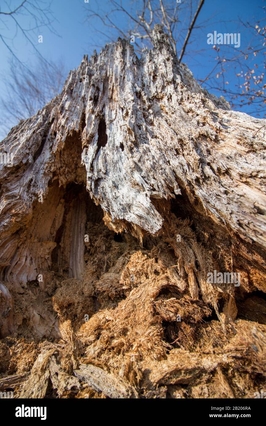 Rotten stump in Bohinj forest Stock Photo - Alamy