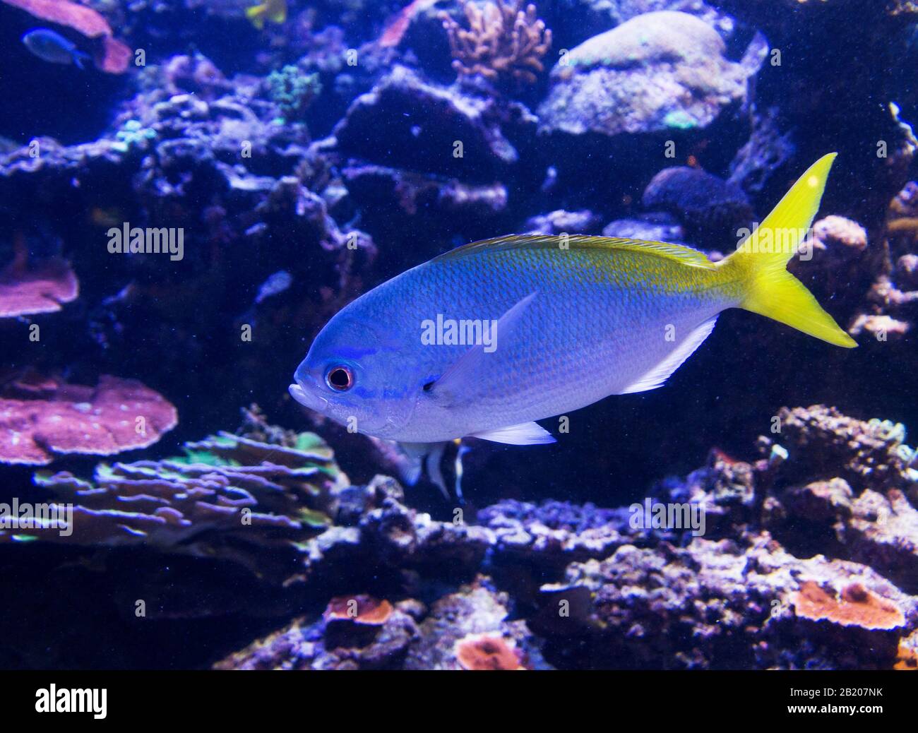 Coral reef fish at Skansen Aquarium at Skansen.Photo Jeppe Gustafsson ...