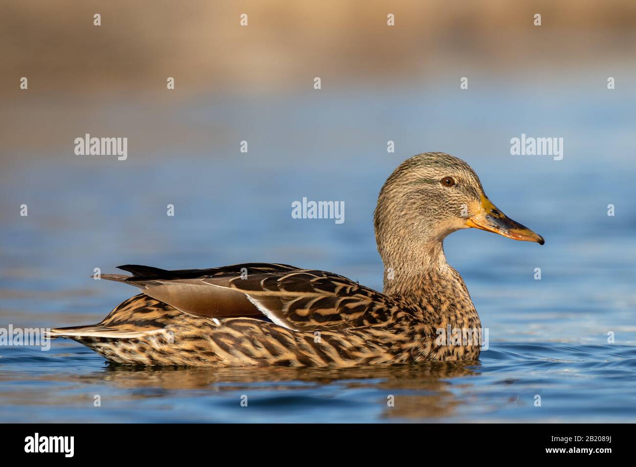 Wild waterbird detailed image in a wonderful light Stock Photo - Alamy