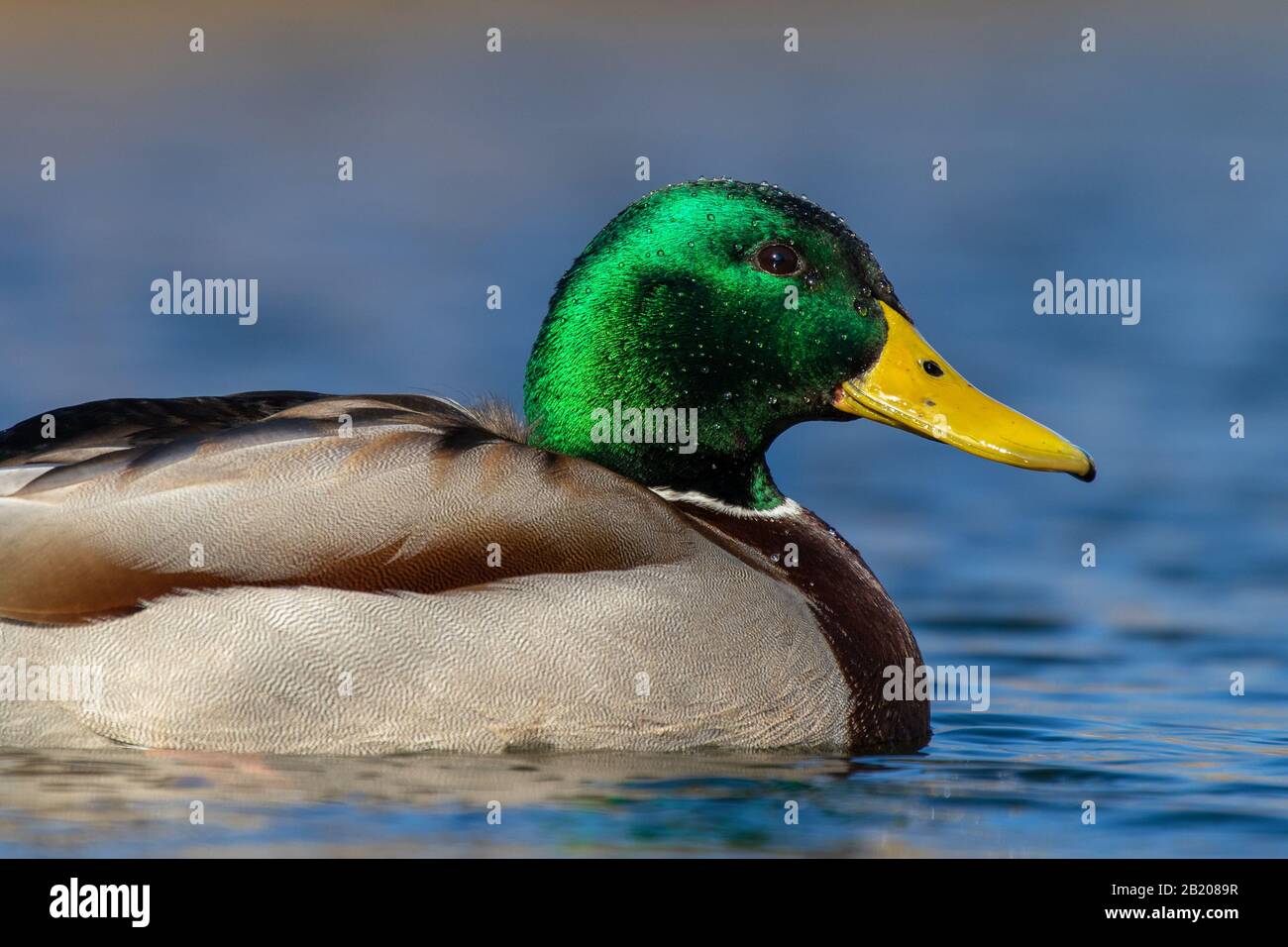 Detailed sharp image hi-res stock photography and images - Alamy