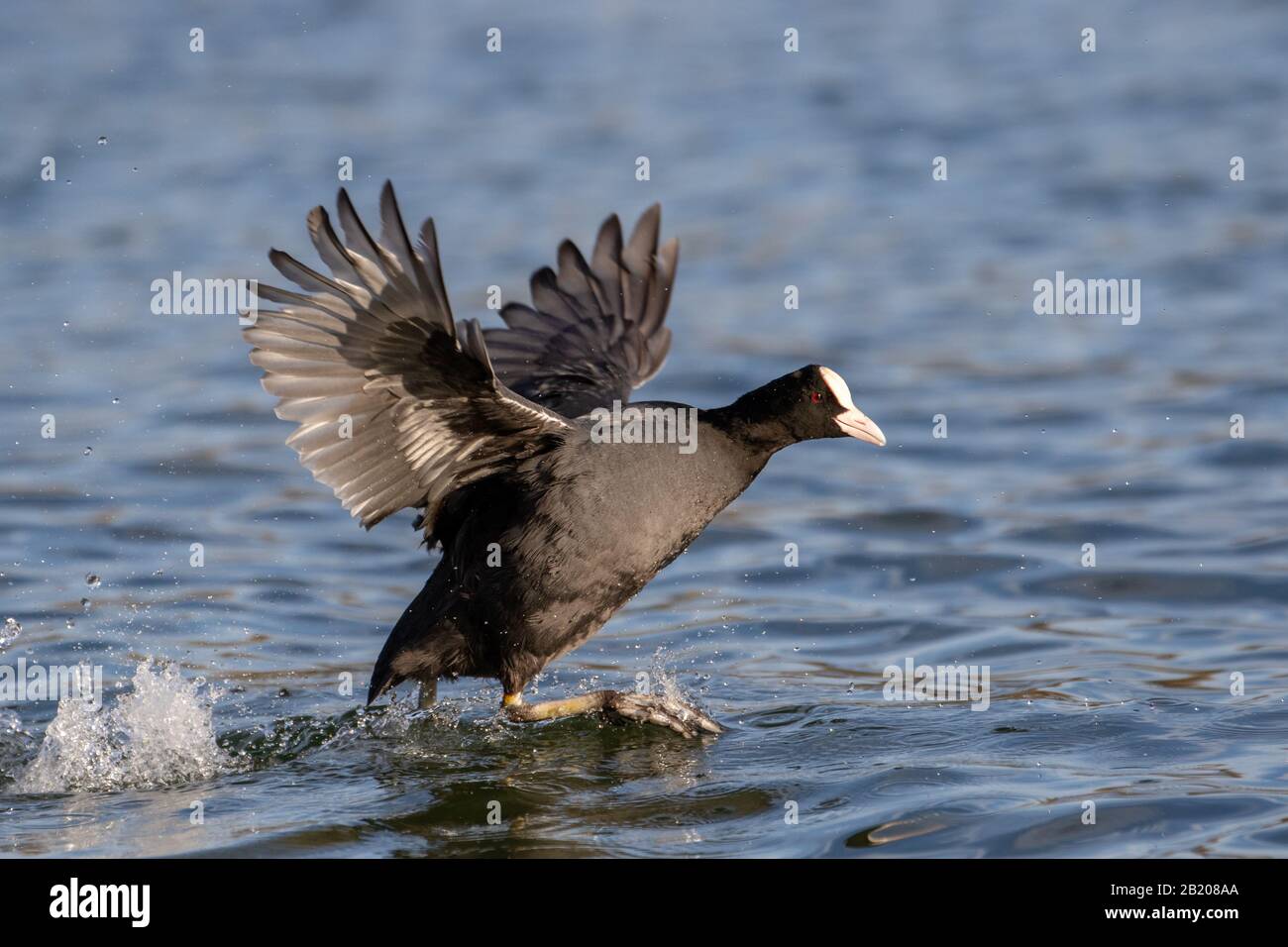 Australian birds in action hi-res stock photography and images - Alamy