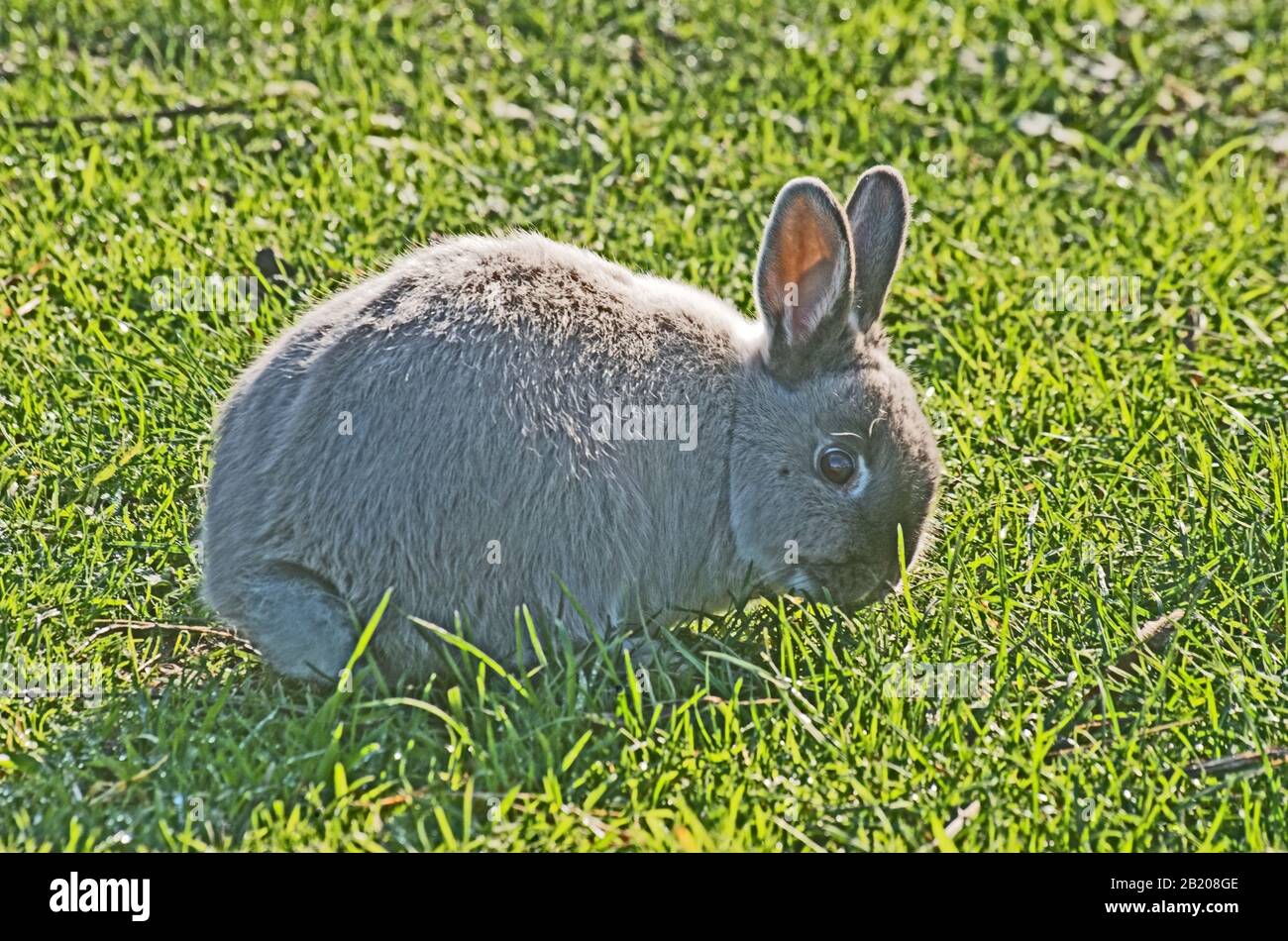 Lionhead rabbit hi-res stock photography and images - Alamy