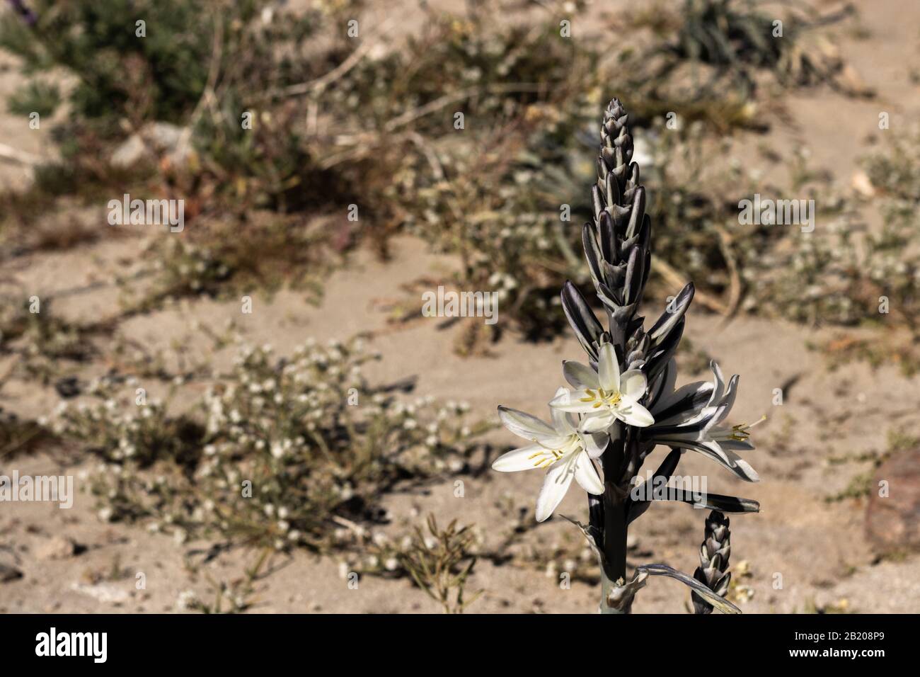 White desert or Ajo Lily Hesperocallis undulata , Sonora desert, Anza ...