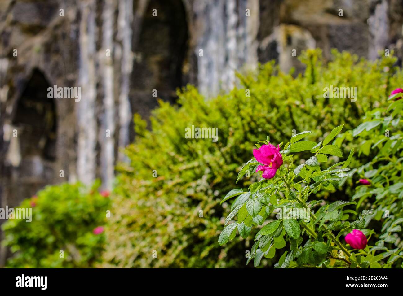 Traditional Scottish Mountains Flowers and bushes close-up Stock Photo ...