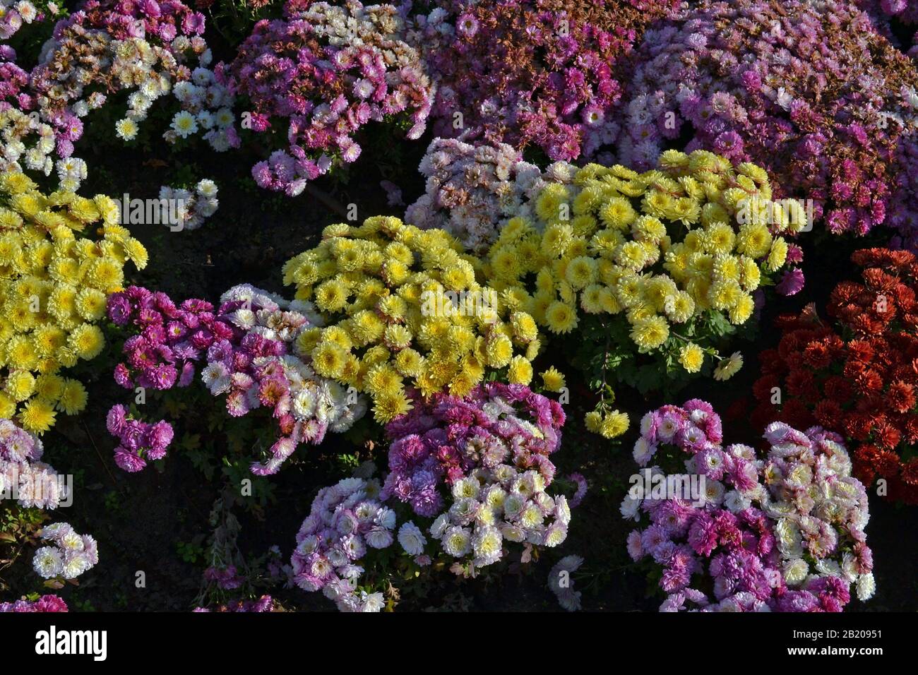 Chrysanthemums also known as mums or chrysanths Stock Photo - Alamy