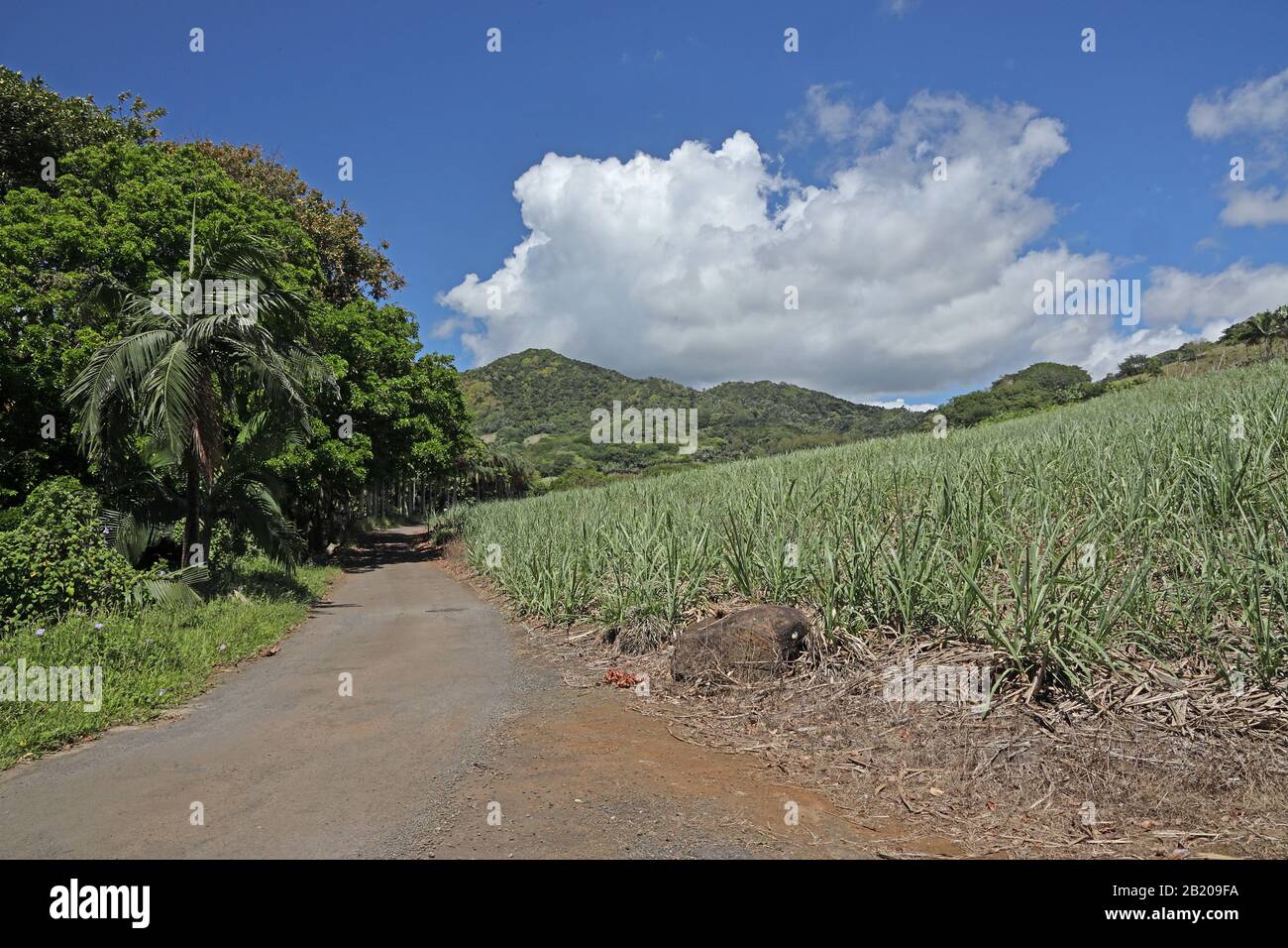 Mauritius farming hi-res stock photography and images - Alamy
