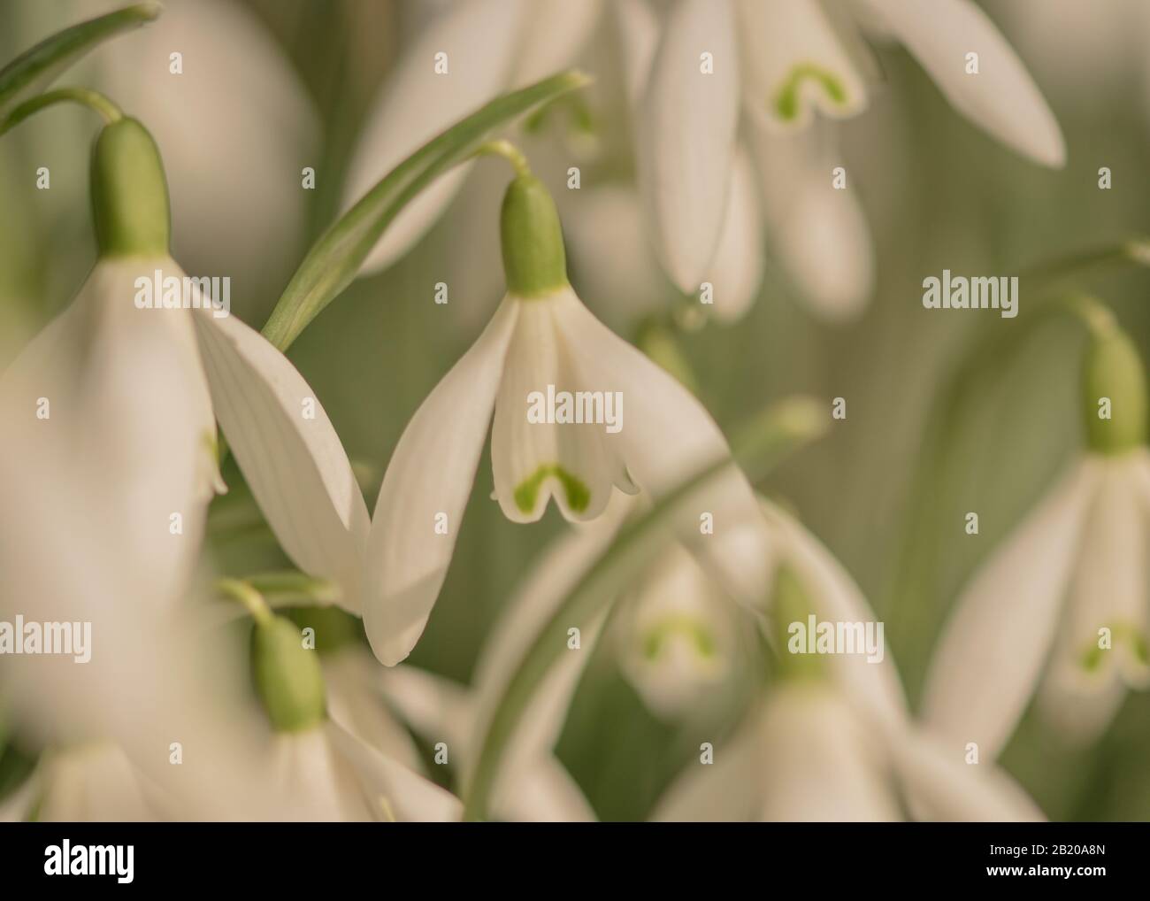 Perfect snowdrop hi-res stock photography and images - Alamy