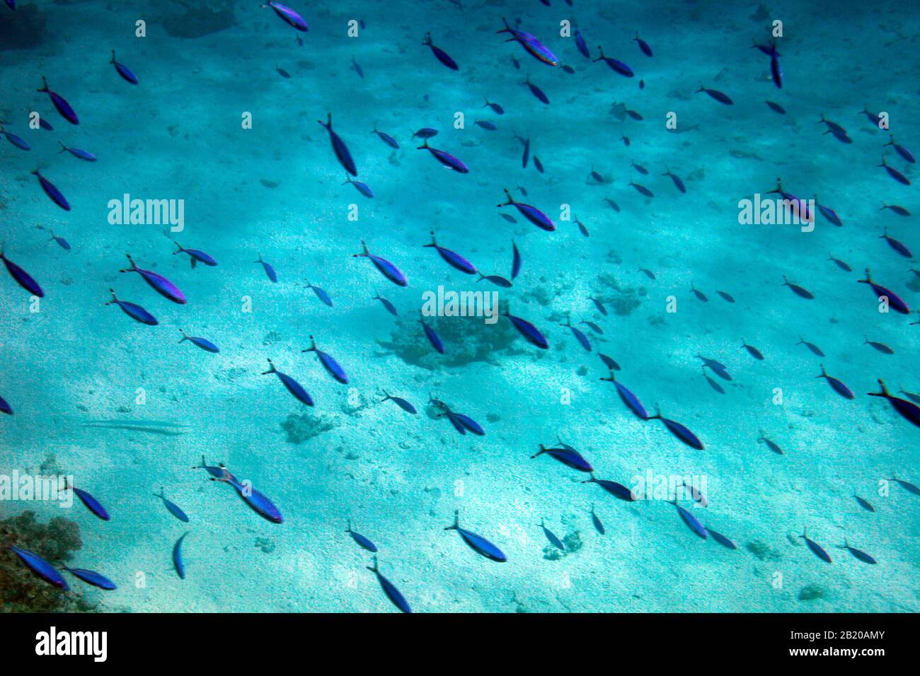 blue colorful fish at the water. fish school with water surface in ...