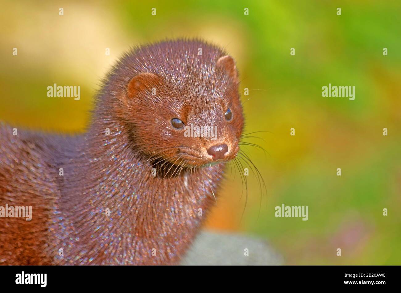 Mink head hi-res stock photography and images - Alamy