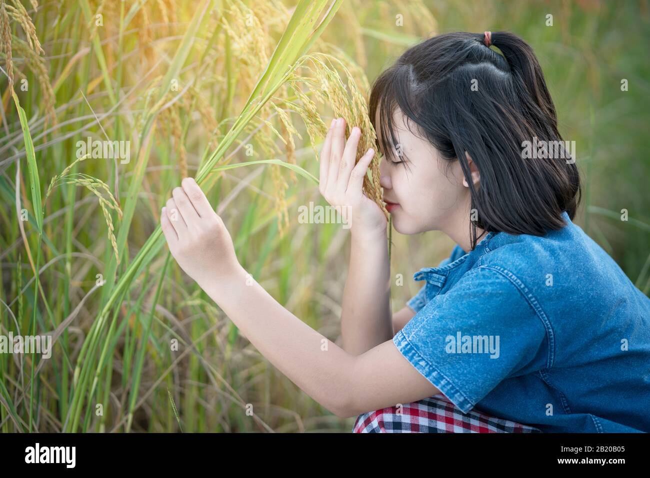 Asian girl farmer holding rice plant on yellow rice field Stock Photo ...